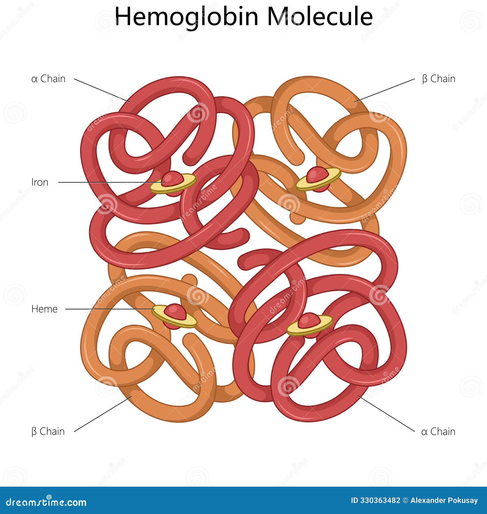 Hemoglobin Molecule Structure Diagram Science Stock Illustration ...