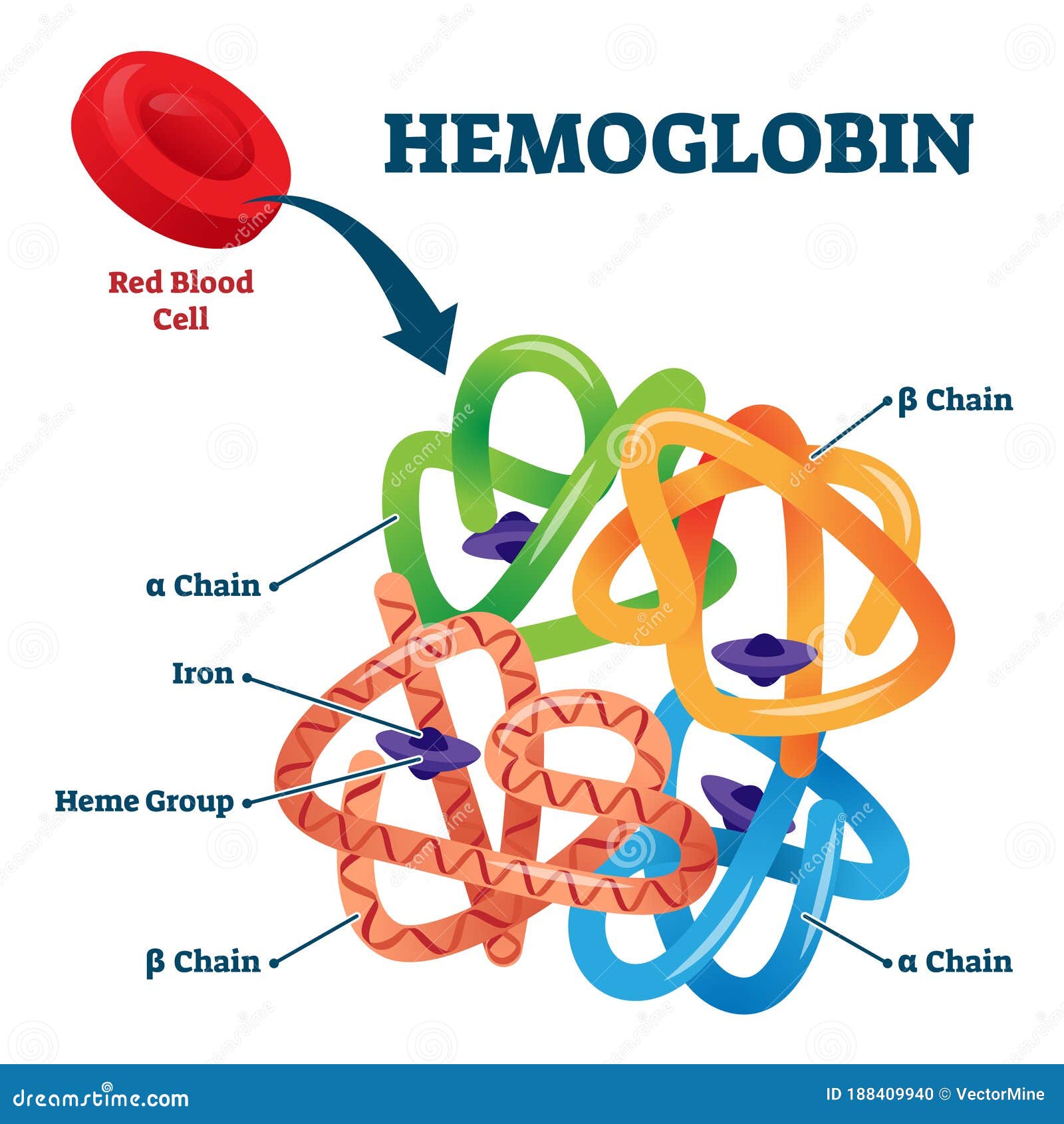 Hemoglobin in Red Blood Cells As Oxygen Transport Metalloprotein Scheme ... Hemoglobin in Red Blood Cells As Oxygen Transport Metalloprotein Scheme ...