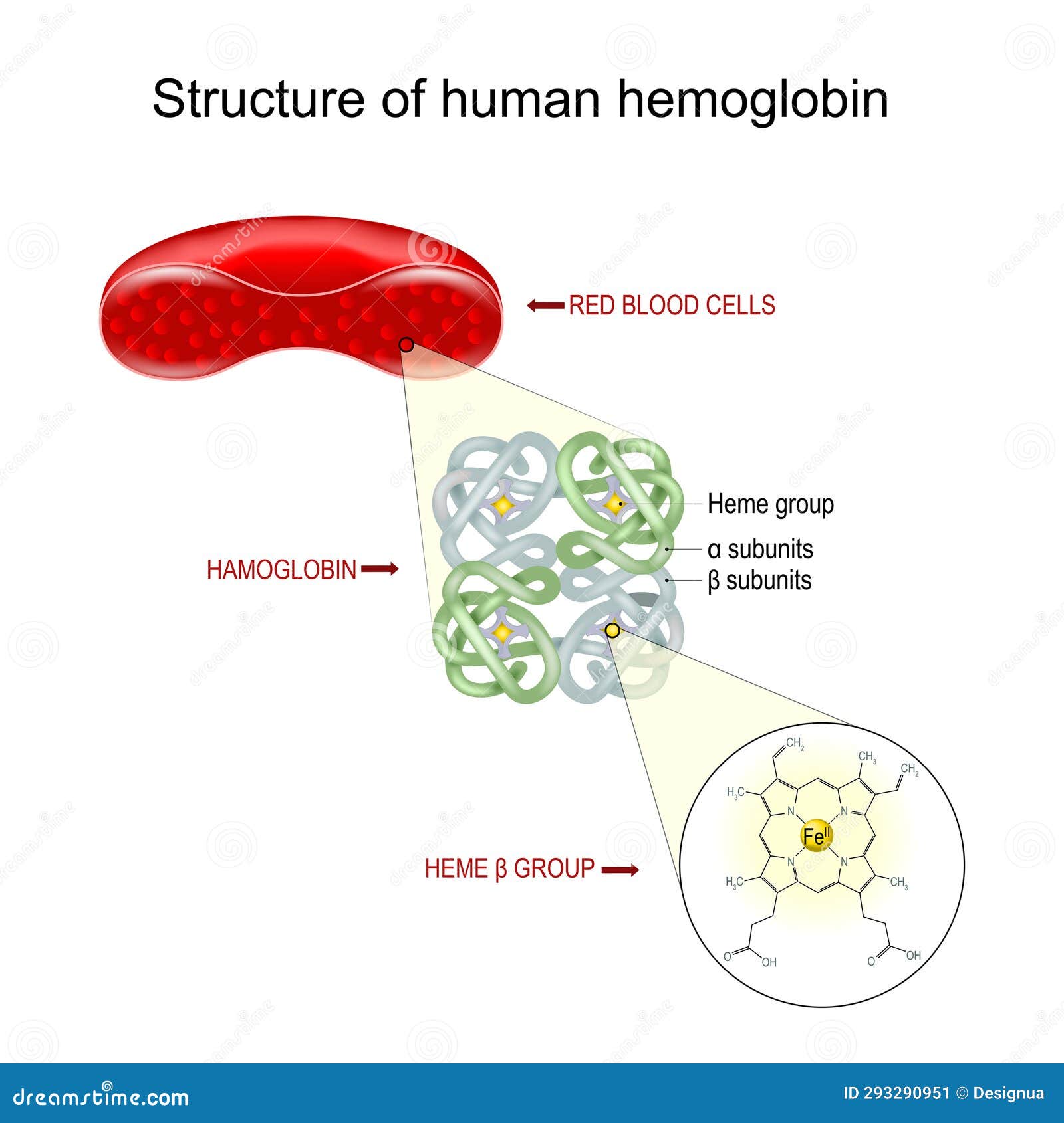 Hemoglobin structure stock vector. Illustration of structural - 293290951