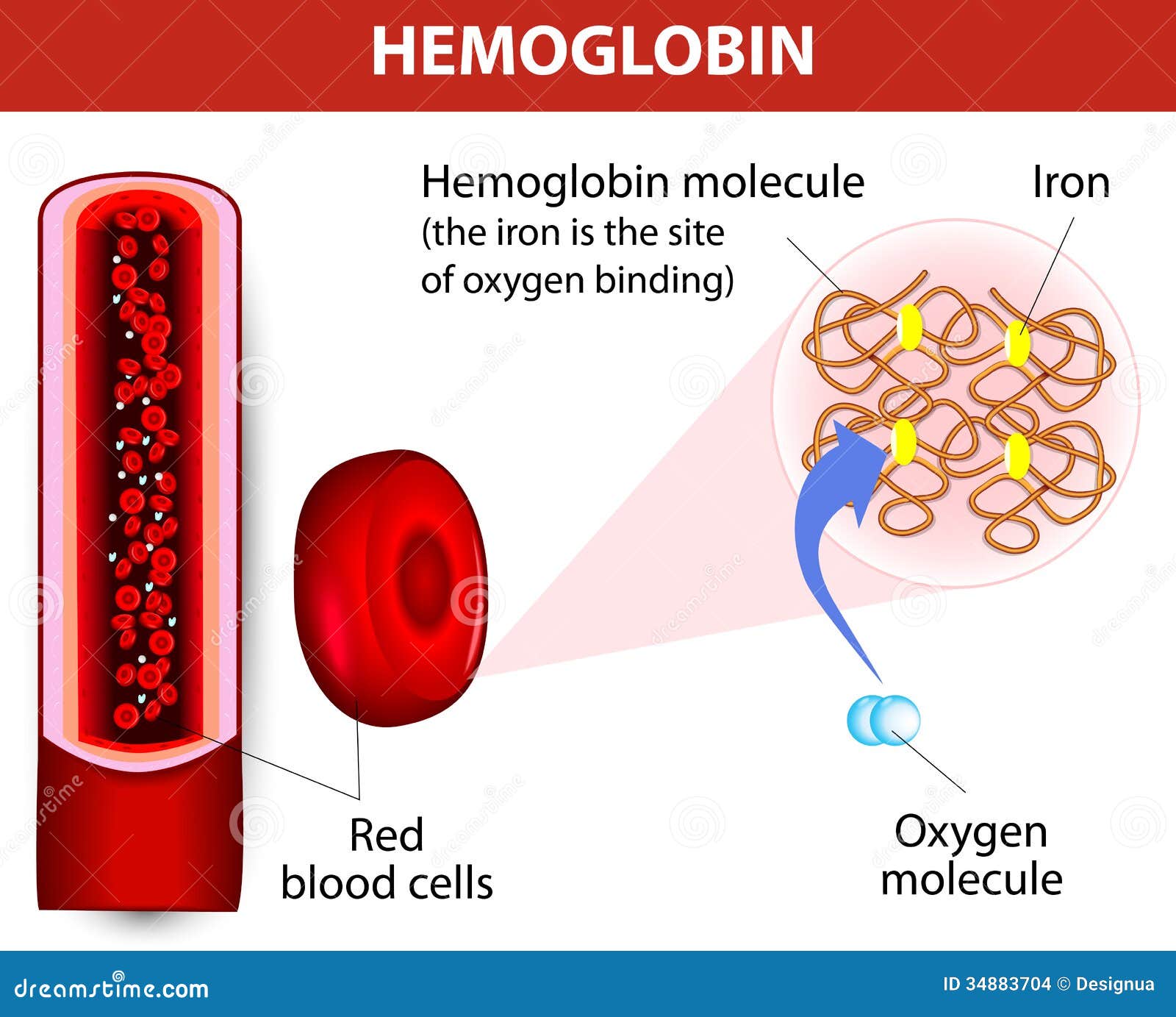 Hemoglobina da molécula ilustração do vetor. Ilustração de vermelho ...