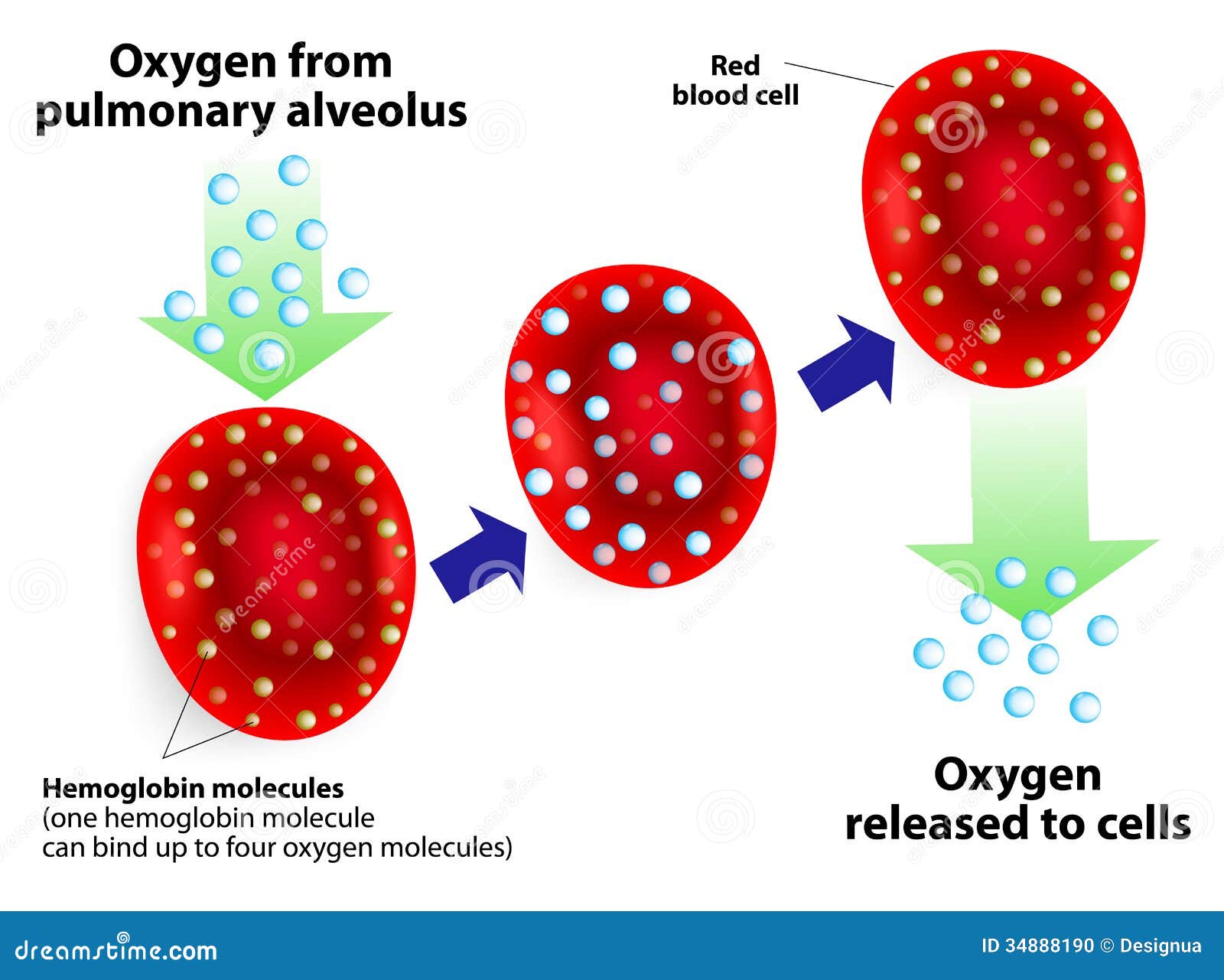 Hemoglobine en ademhalings vector illustratie. Illustration of anatomie ...