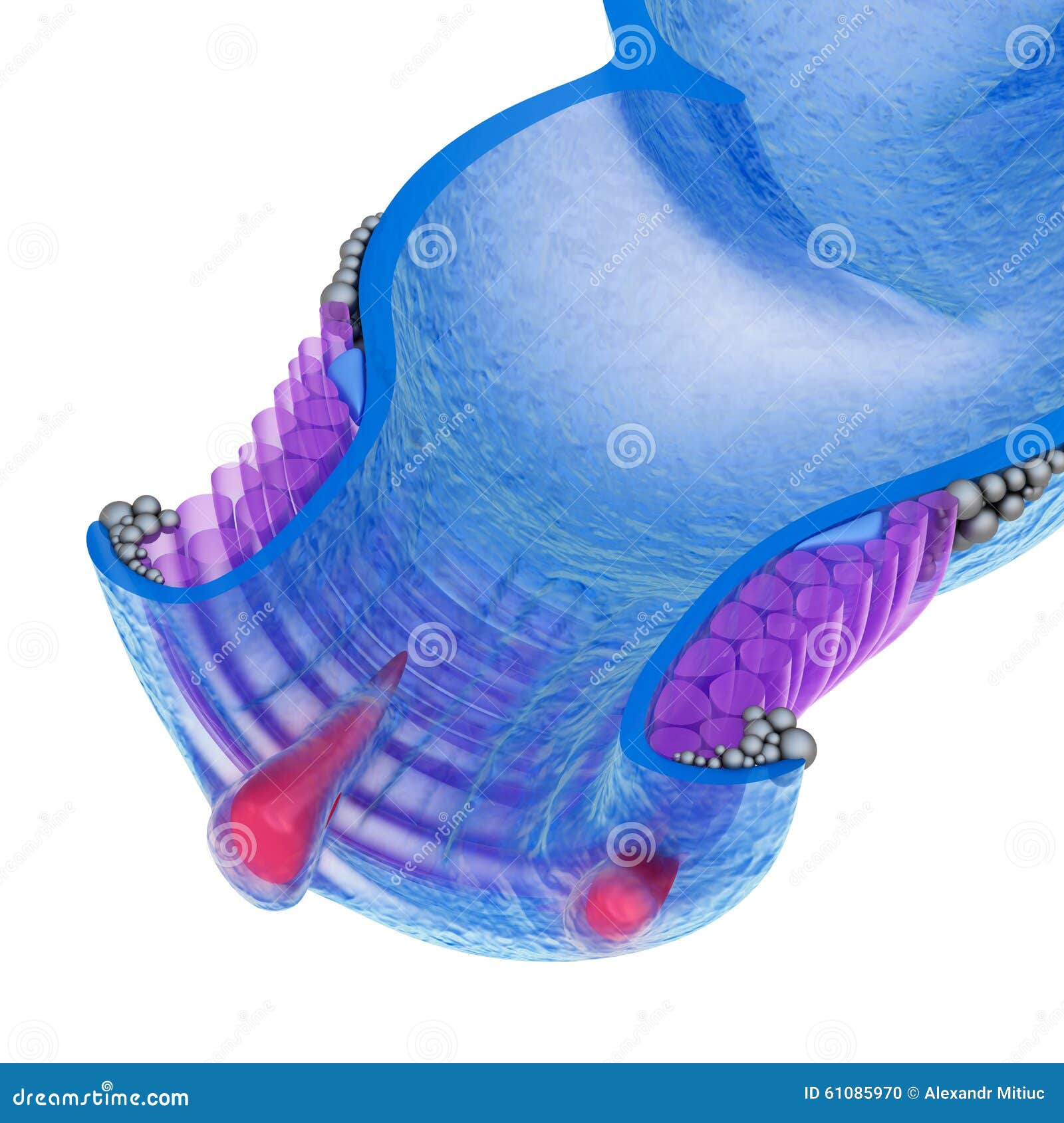 Hemorroïden: Anale Wanorde, Xray Mening Stock Illustratie ...