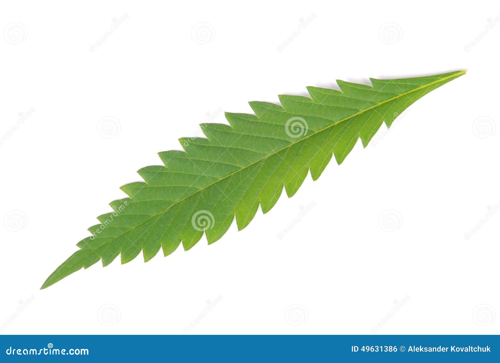 Hemp (cannabis) stock photo. Image of beauty, medicine - 49631386