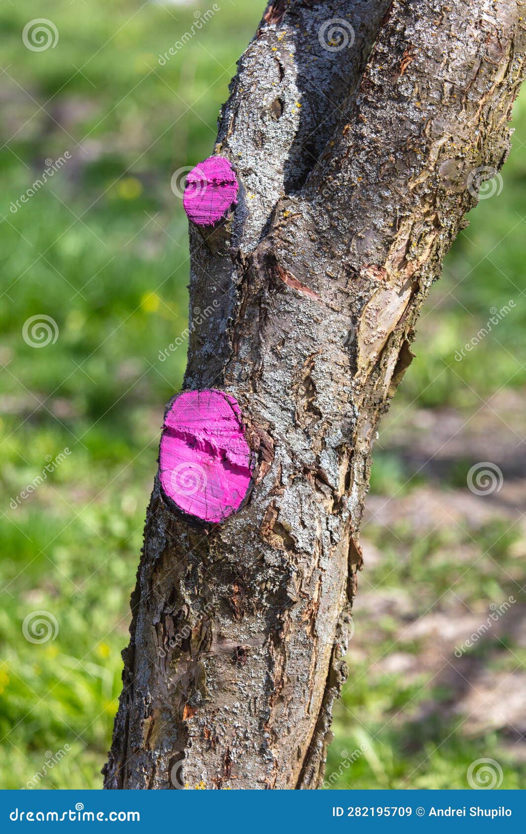 Hemp from Cut Knots on a Tree. Nature in Spring in the Garden Stock ...