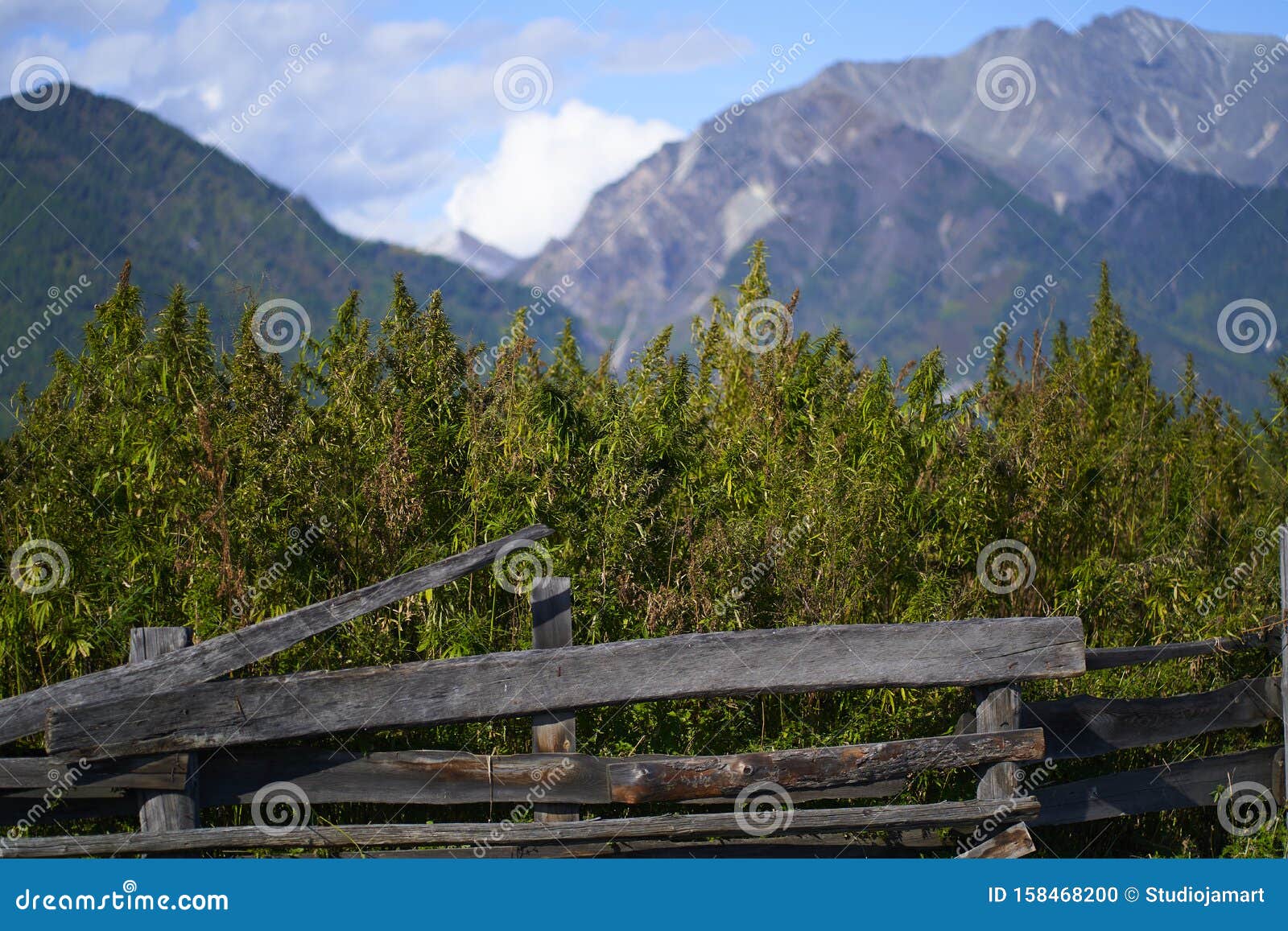 Hemp field stock photo. Image of legal, hemp, background - 158468200