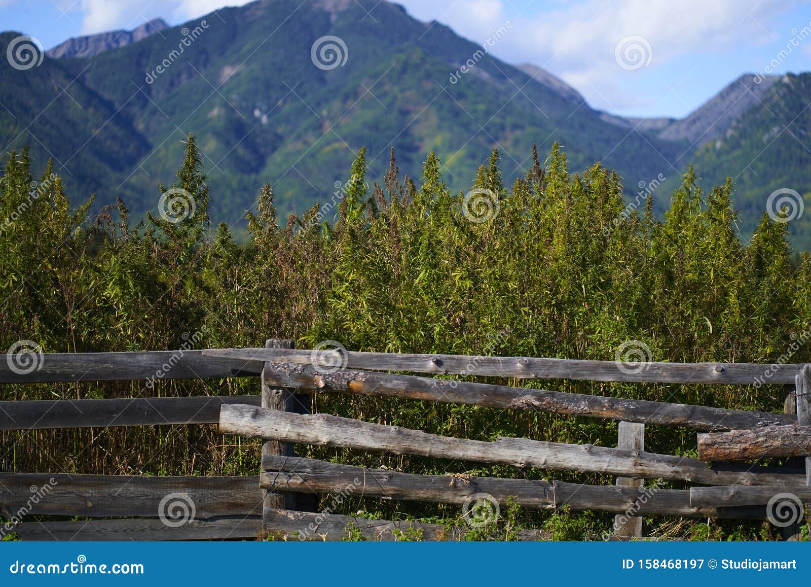 Hemp field stock image. Image of hash, green, background - 158468197