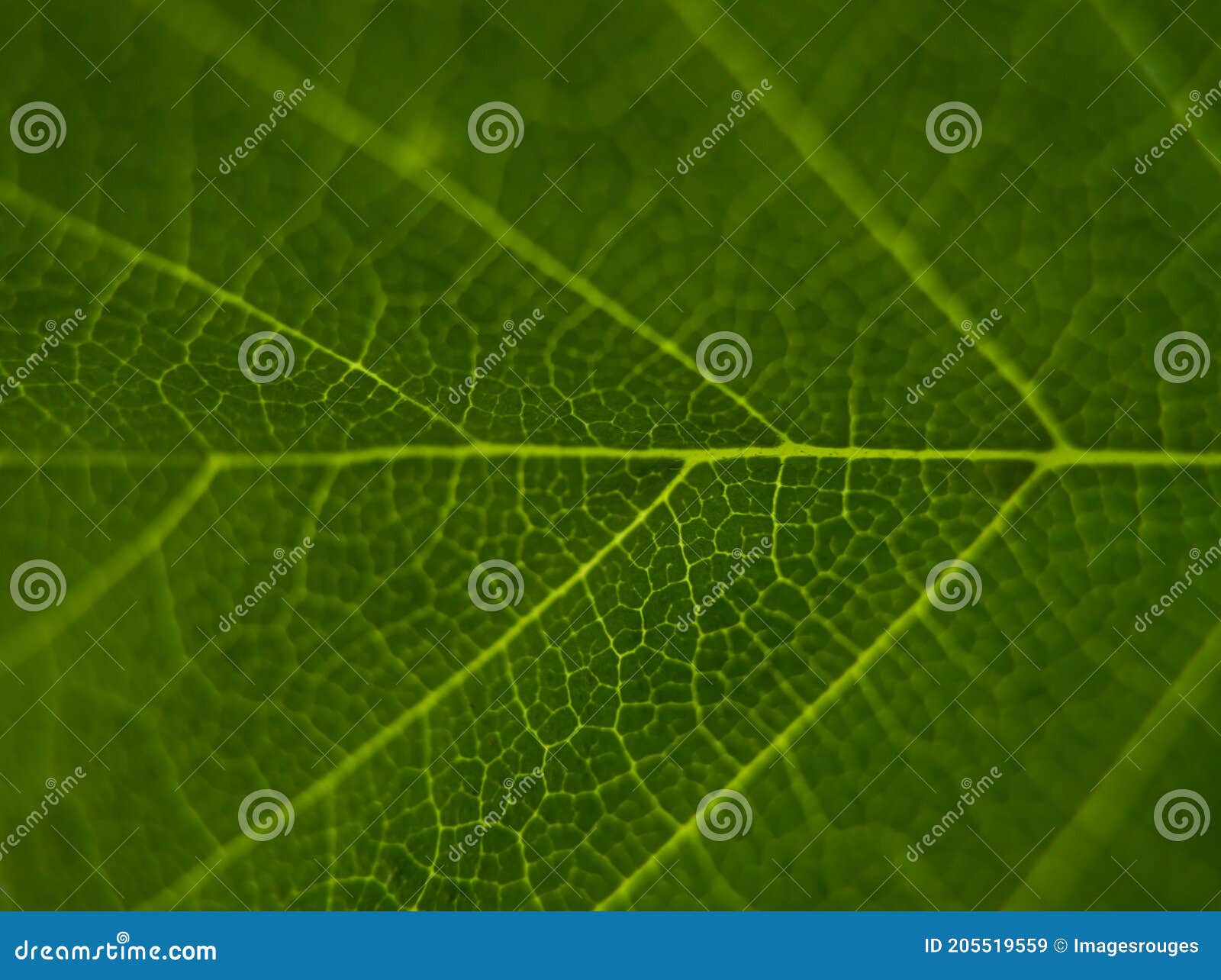 Hemp Leafs Surface Textured Green Background at Extreme Close-up Stock ...