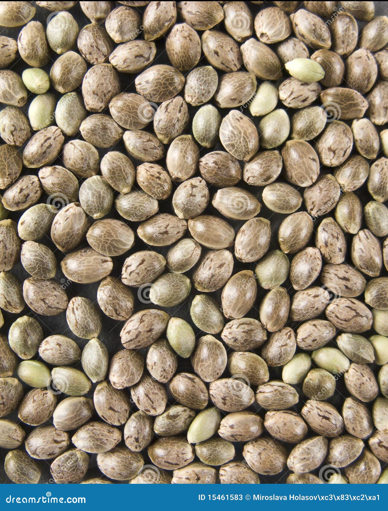 Hemp seed stock image. Image of medicinal, botanical - 15461583