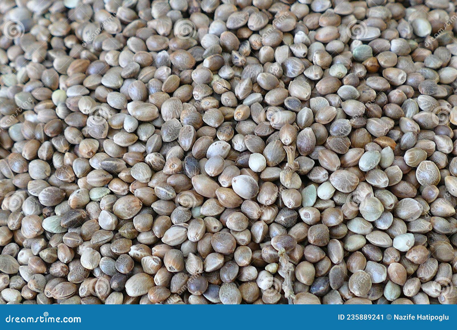 Hemp Seeds,close-up Cannabis Seeds,hemp Seeds on a Ground Stock Image ...