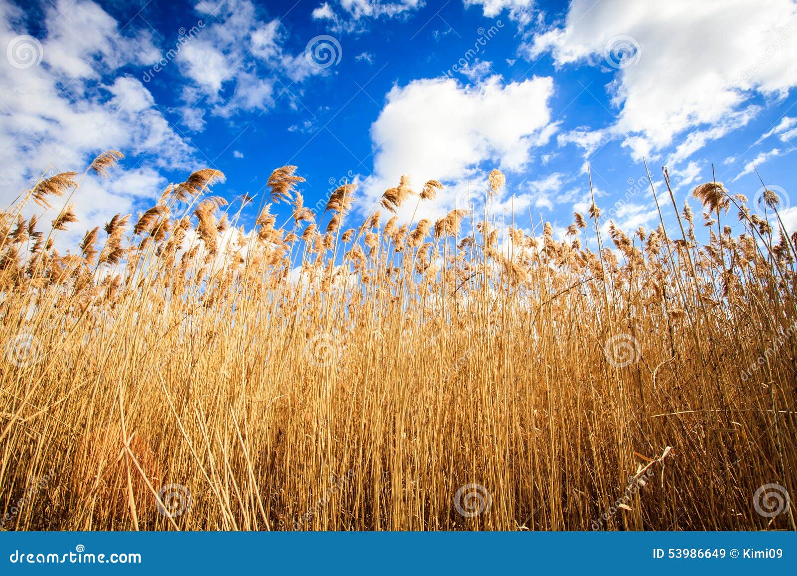 Hemp in sunset on the wind stock image. Image of orange - 53986649