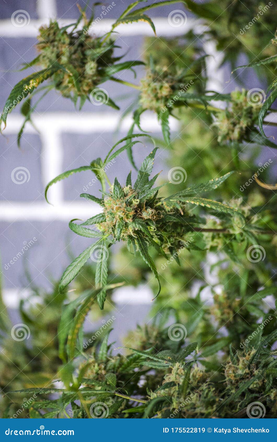 Hemp varieties - Haze stock image. Image of hash, care - 175522819