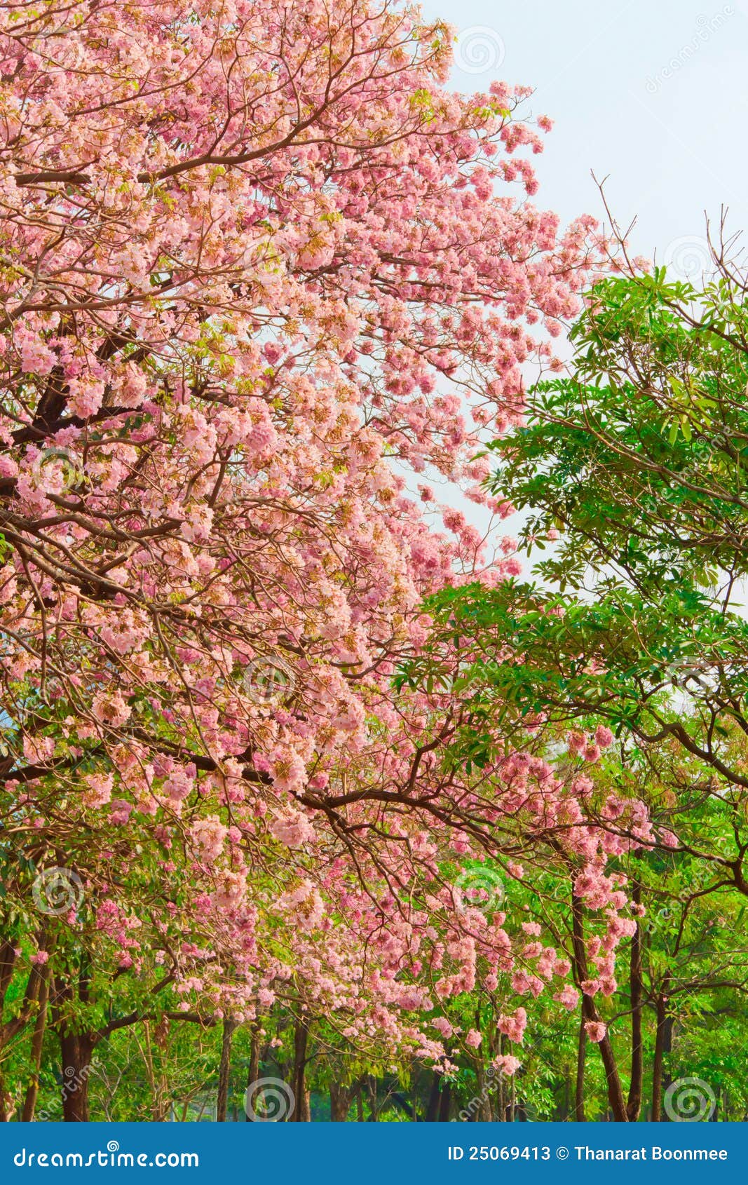 Hemsl pentaphylla tabebuia 库存图片. 图片 包括有 愉快, 冬天, 紫红色, 结构树 - 25069413