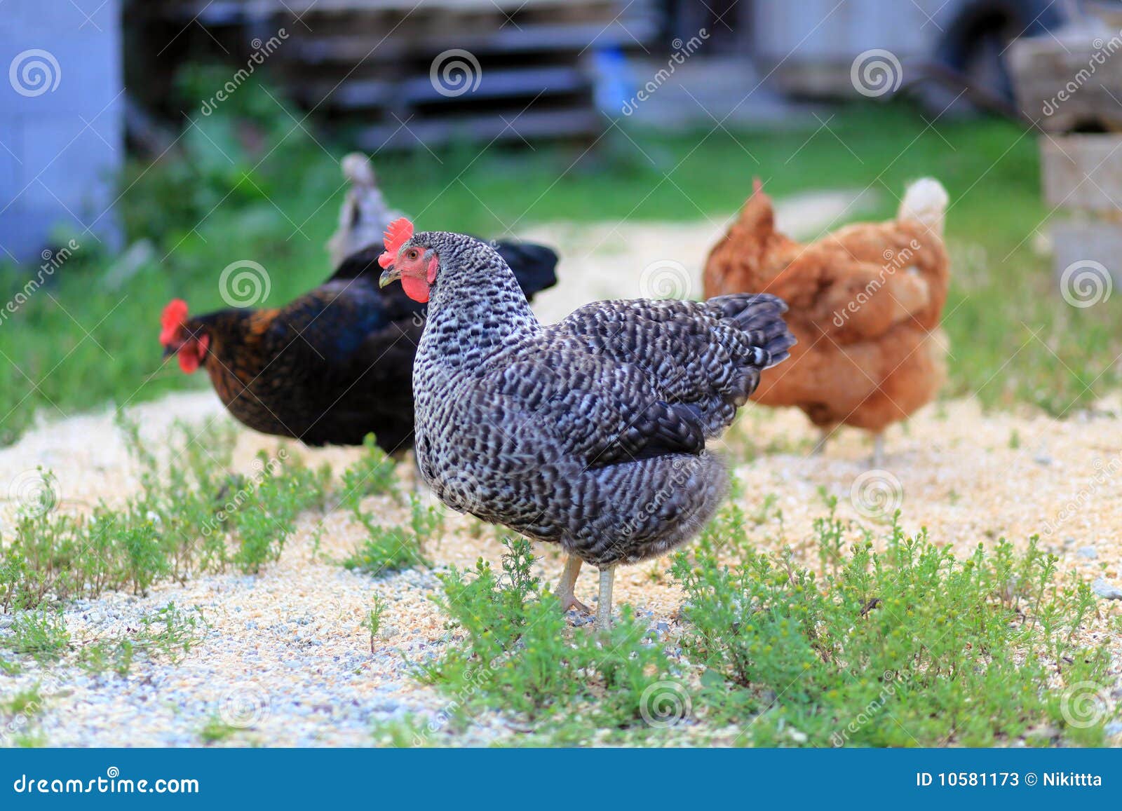 Hen stock image. Image of production, cockerel, domestic - 10581173