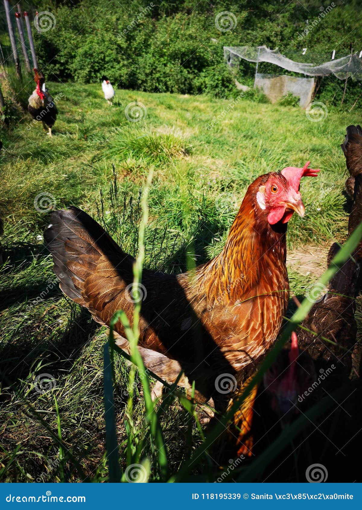 Hen stock afbeelding. Image of land, vers, lucht, gras - 118195339