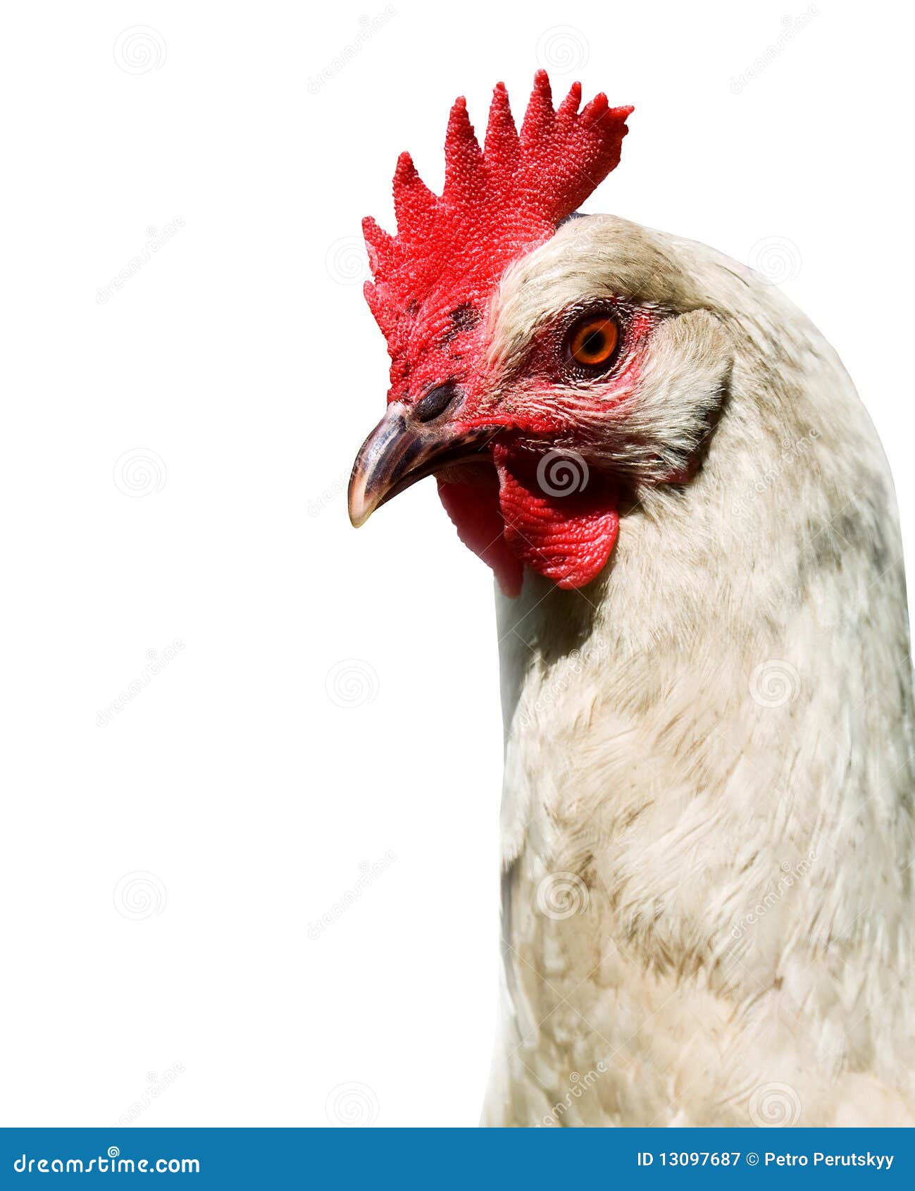Hen stock image. Image of lifestyle, animal, cute, chicken - 13097687