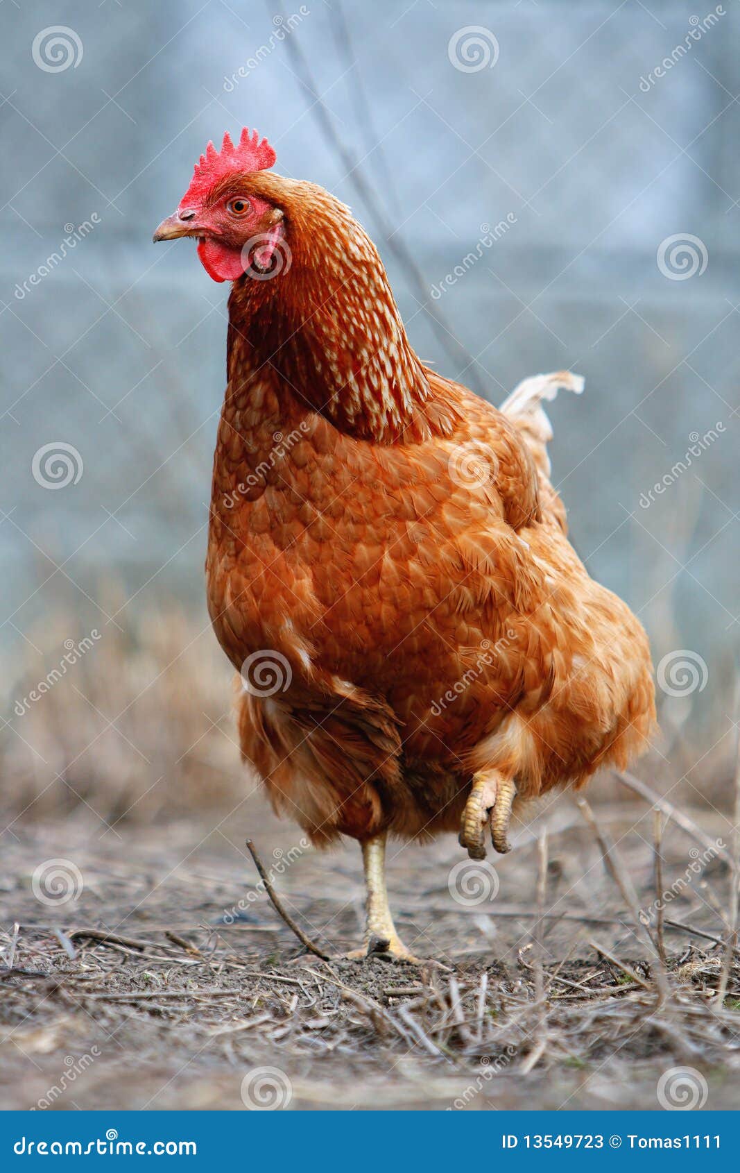 Hen stock image. Image of cluck, domestic, close, bird - 13549723