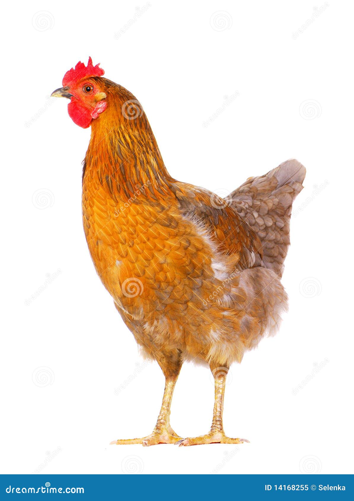 Hen stock image. Image of live, farm, pets, studio, fowl - 14168255