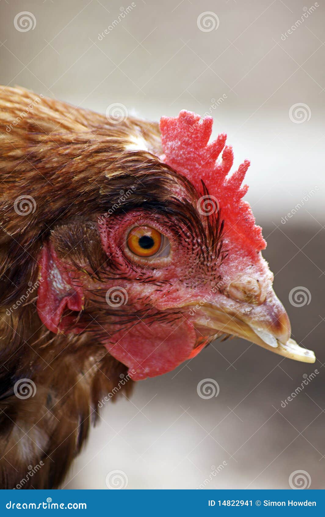 Hen stock image. Image of single, beak, livestock, agriculture - 14822941