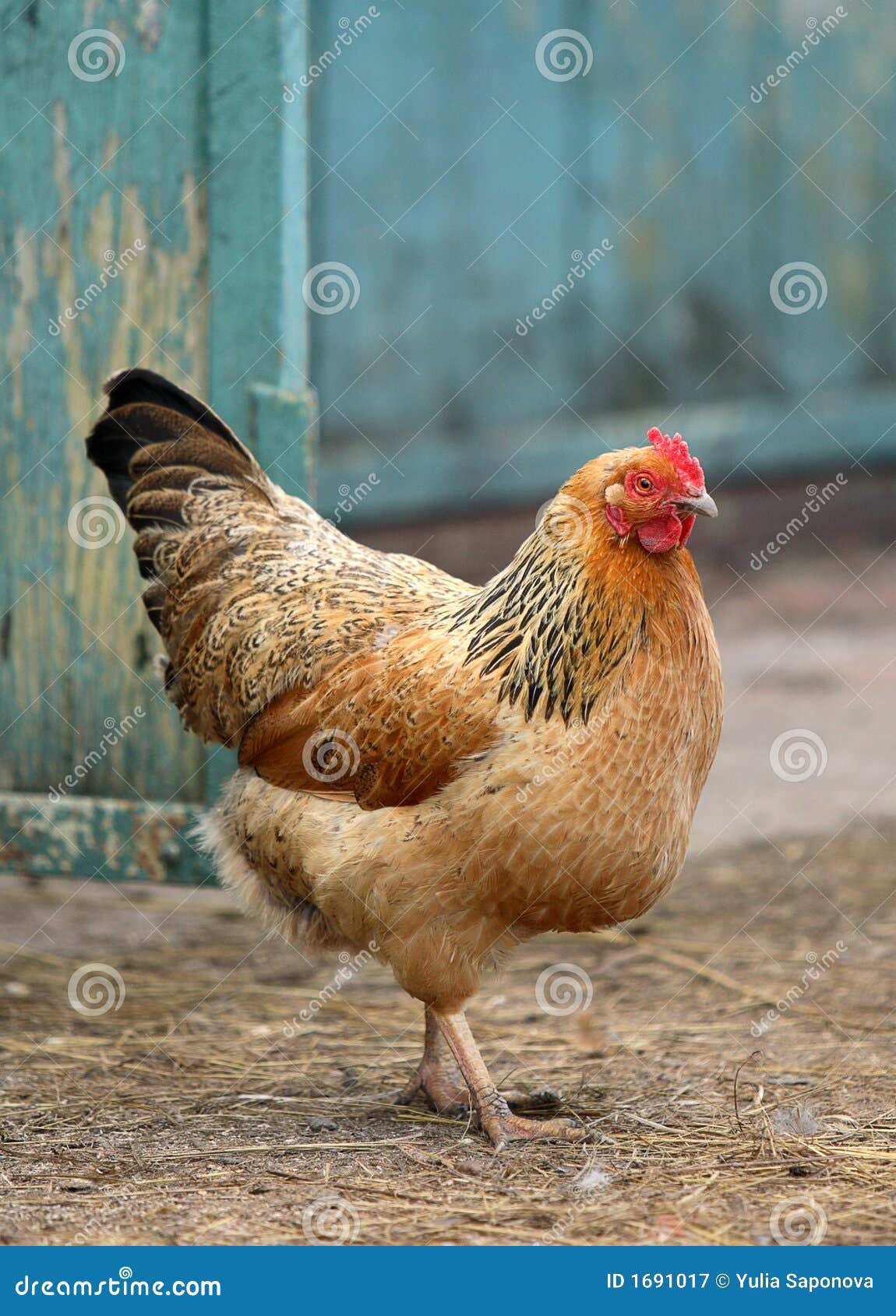 The hen stock image. Image of farming, feather, hens, chickens - 1691017