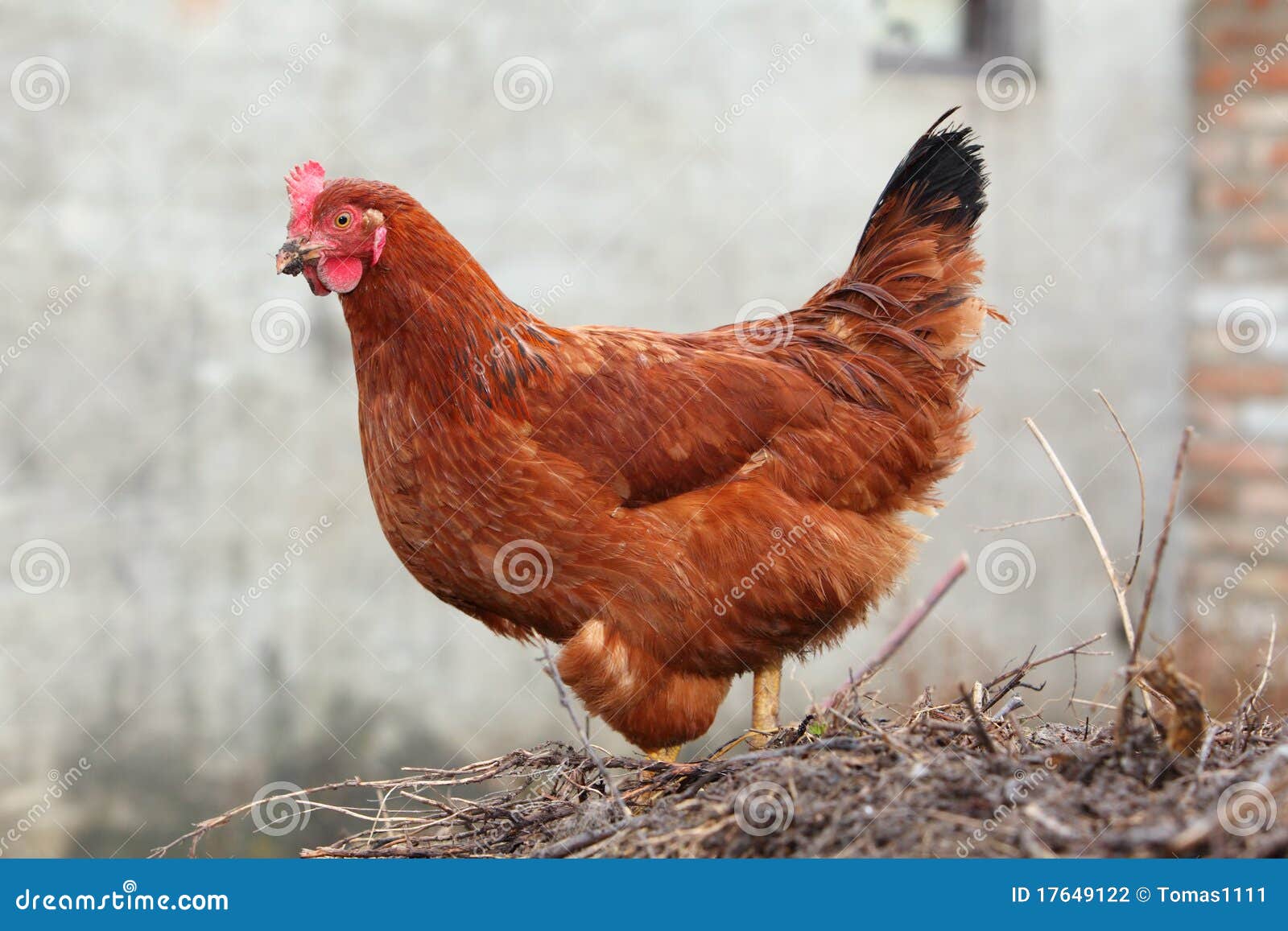 Hen stock photo. Image of chicken, colorful, farming - 17649122