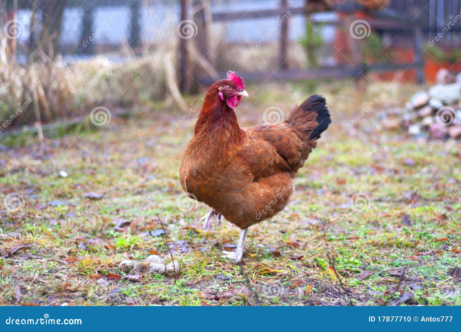 Hen stock photo. Image of chicken, bird, agriculture - 17877710