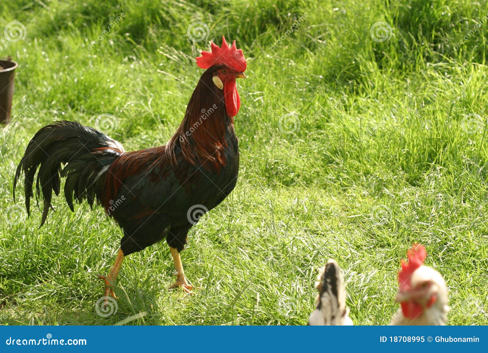 Hen stock image. Image of chuckle, animal, beak, bird - 18708995