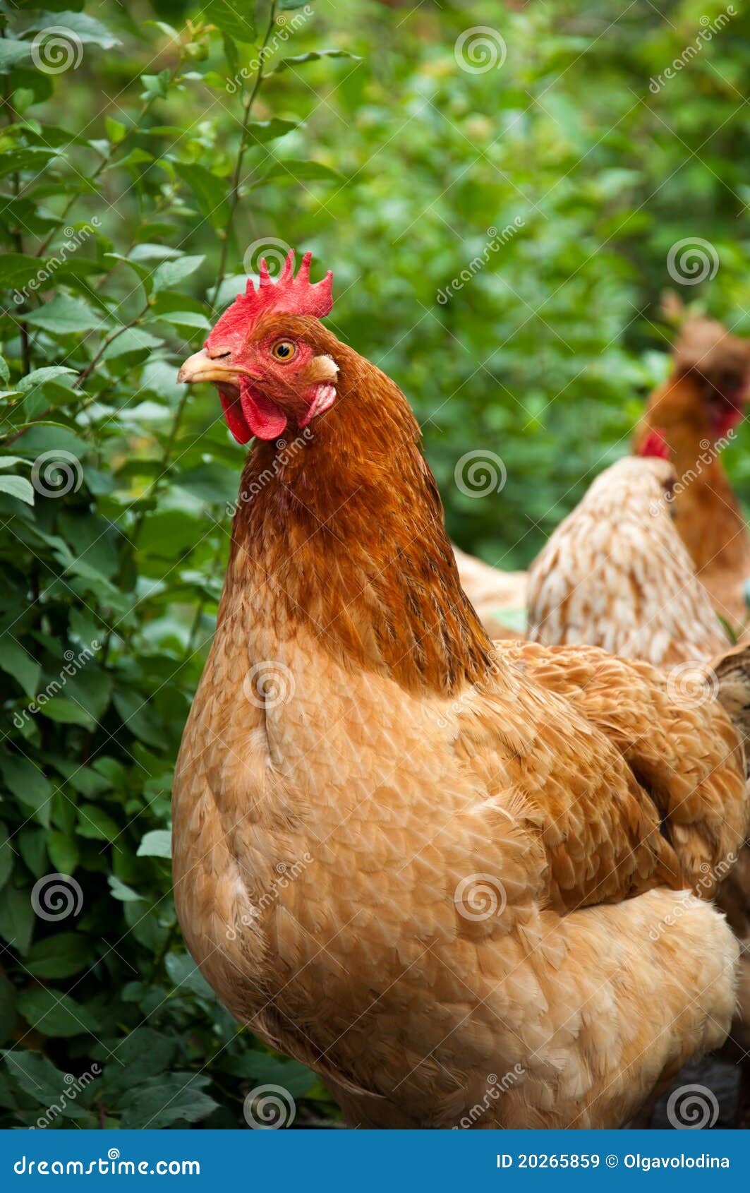 Hen stock image. Image of chicken, colorful, rural, hens - 20265859