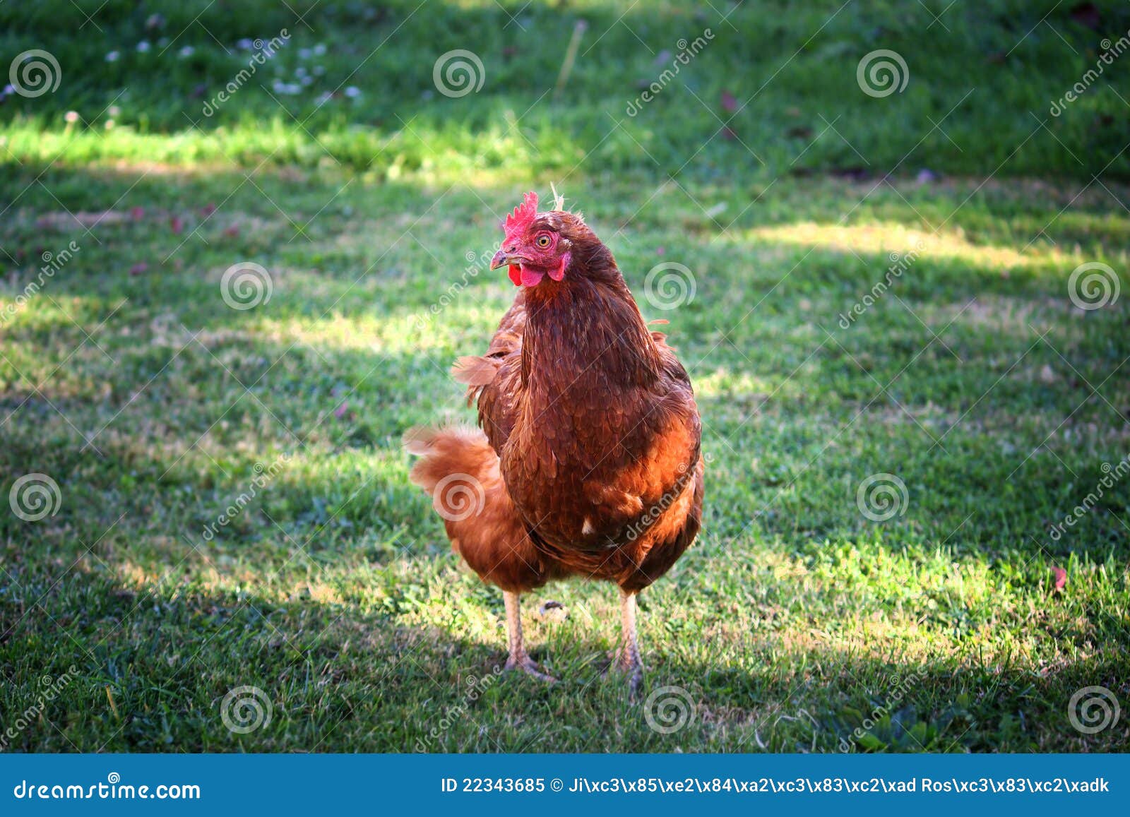 Hen stock image. Image of farm, female, alive, chicken - 22343685