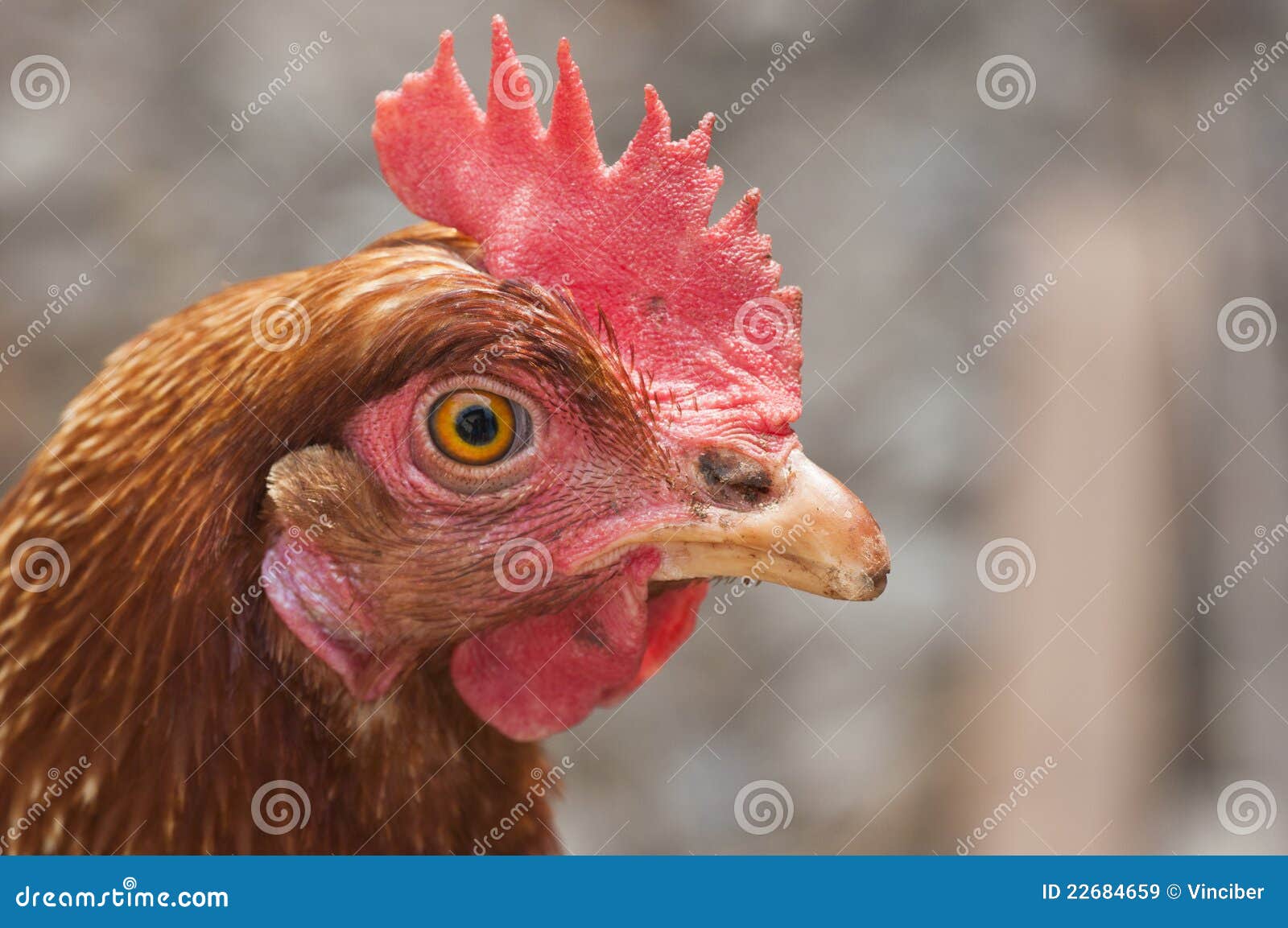 Hen stock image. Image of alive, colorful, domestic, bird - 22684659