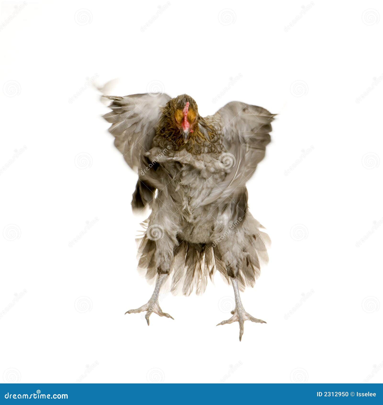 Hen stock photo. Image of fear, chicken, bird, cattle - 2312950