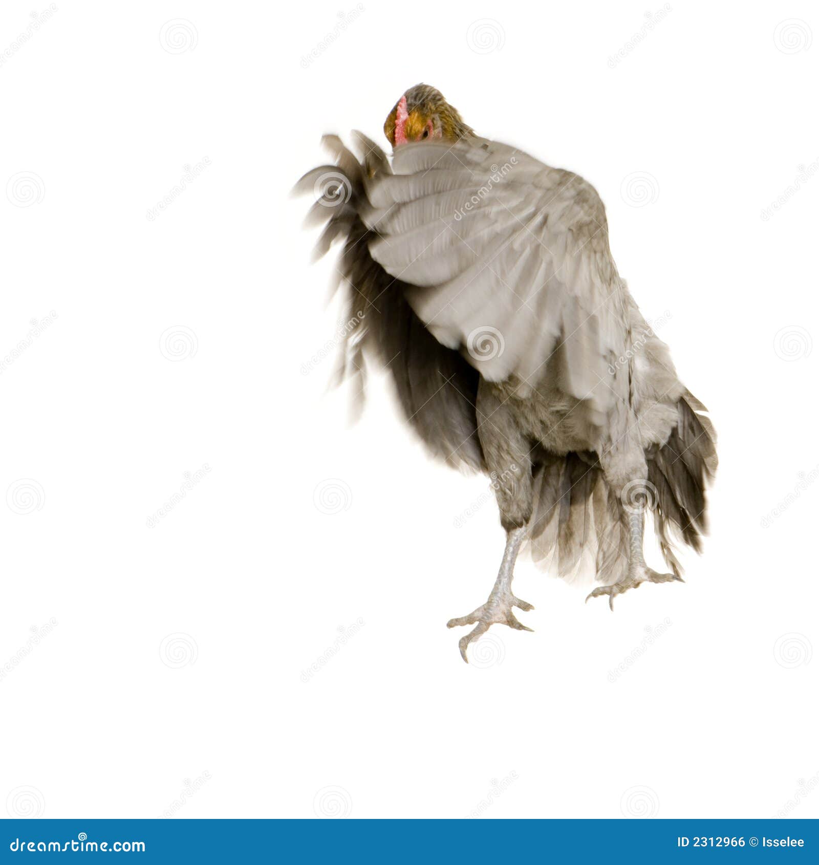 Hen stock photo. Image of cattle, scared, flying, white - 2312966