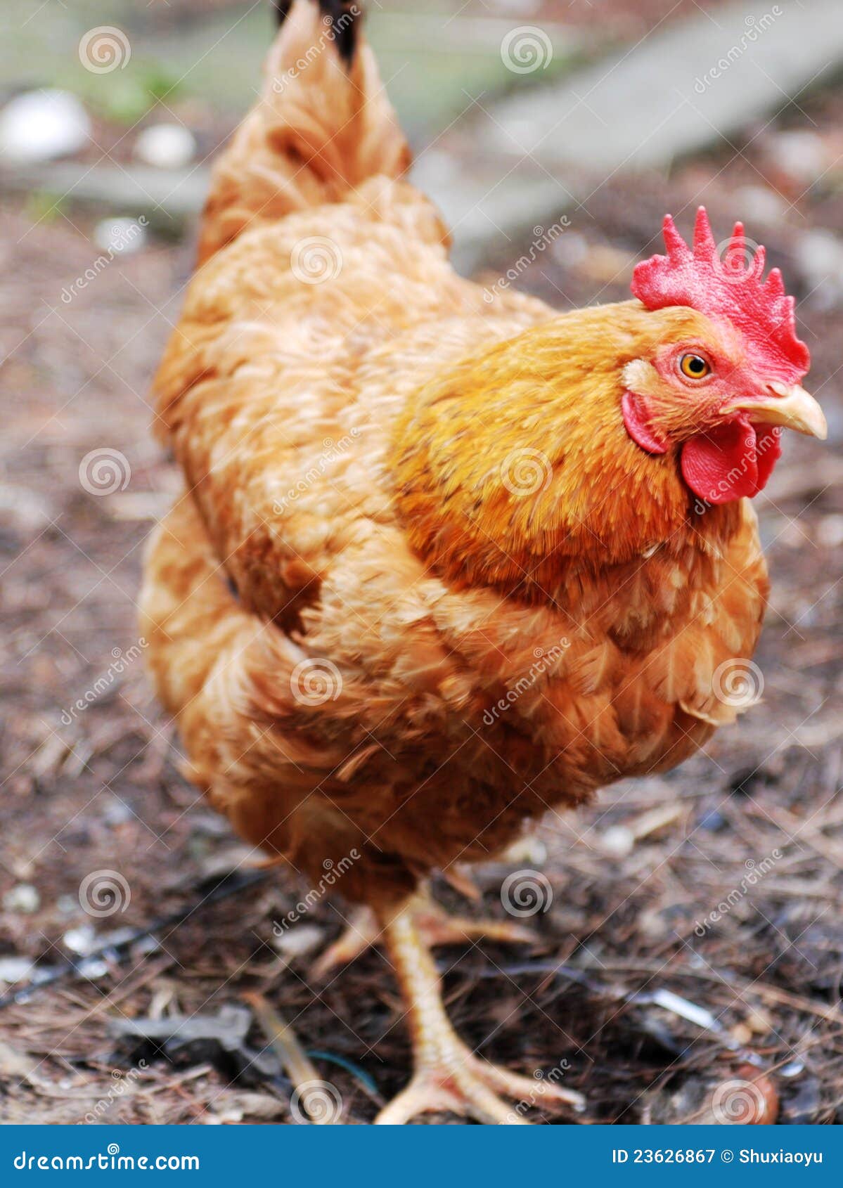 Hen stock image. Image of animal, away, cockadoodle, agricultural ...