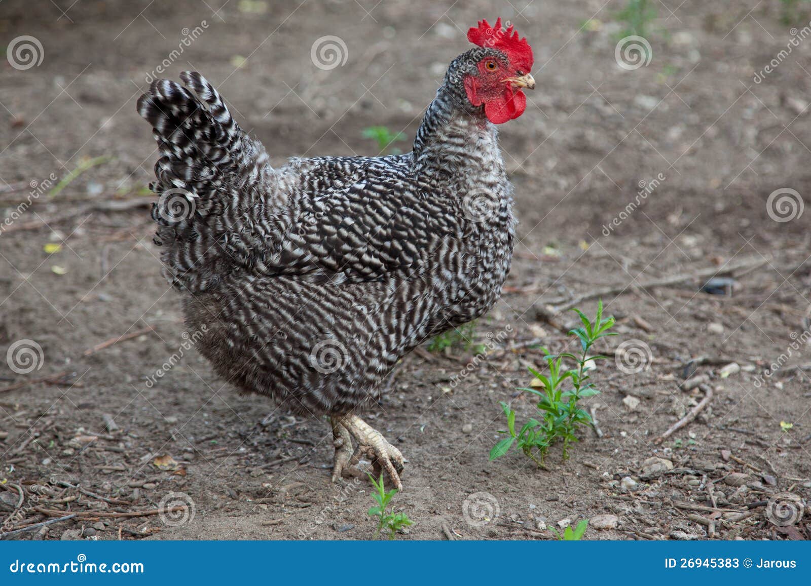 Hen stock image. Image of farm, feather, beak, biddy - 26945383