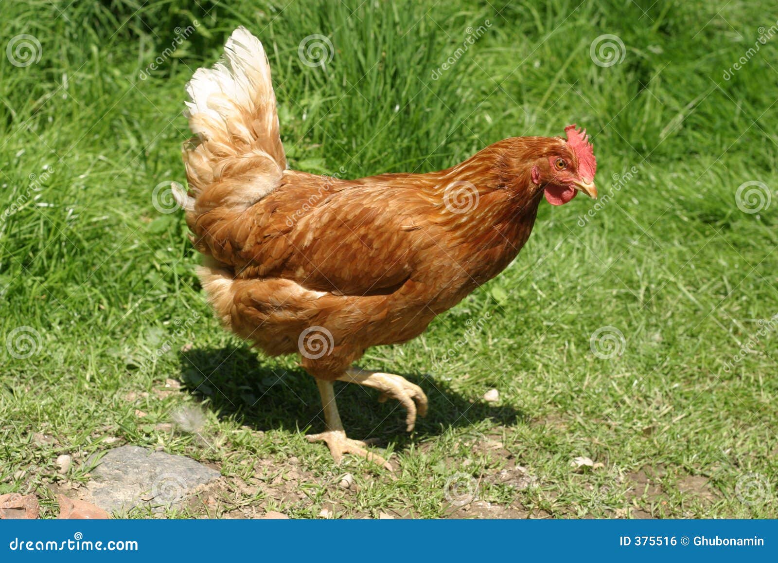 Hen stock photo. Image of deaster, farm, agricultural, cockadoodle - 375516