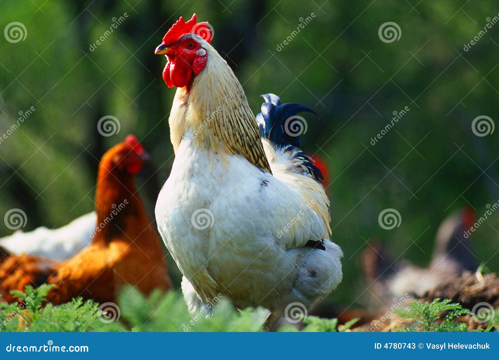 Hen stock image. Image of creature, agriculture, isolated - 4780743