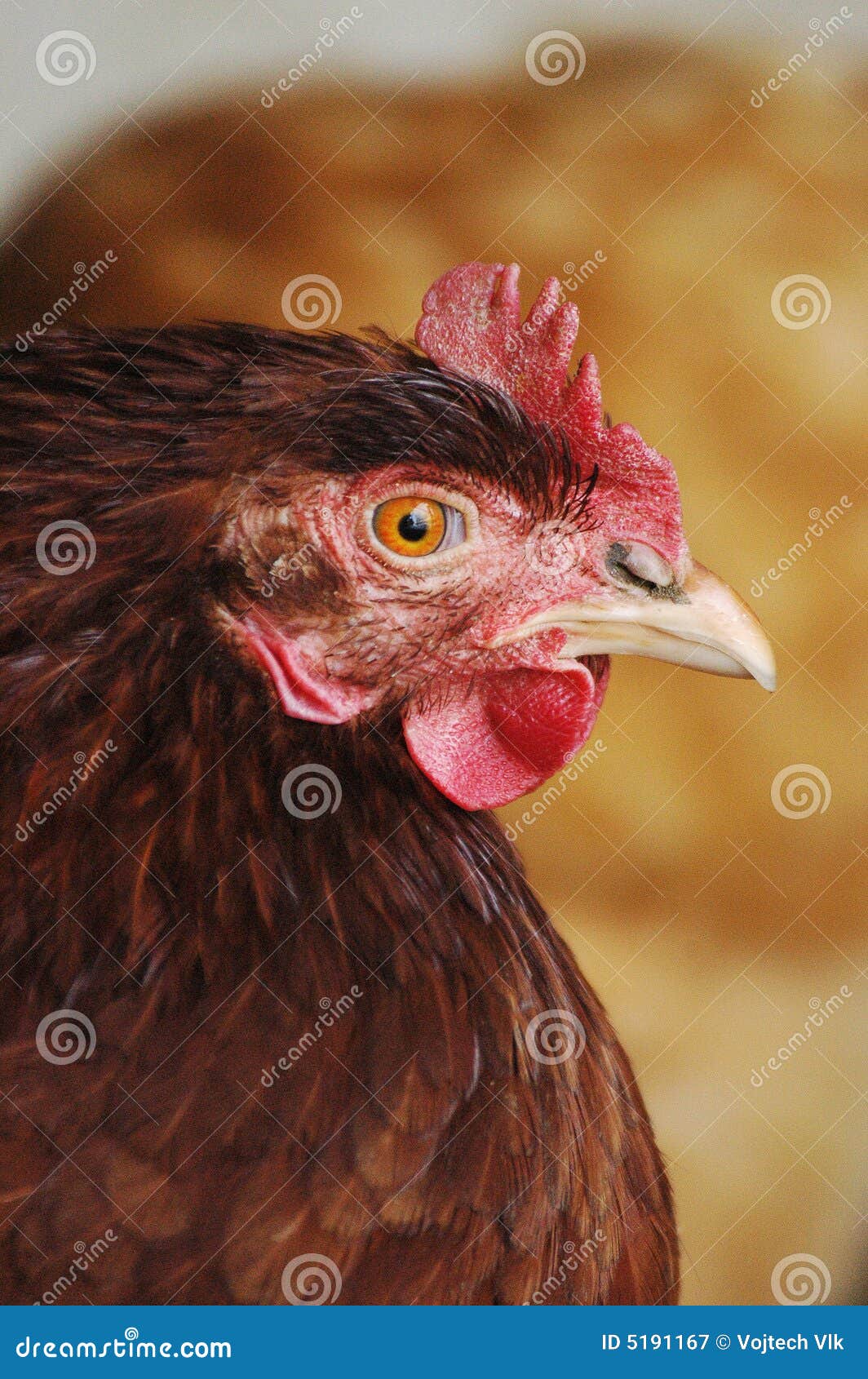 Hen stock image. Image of looking, fowl, domestic, head - 5191167