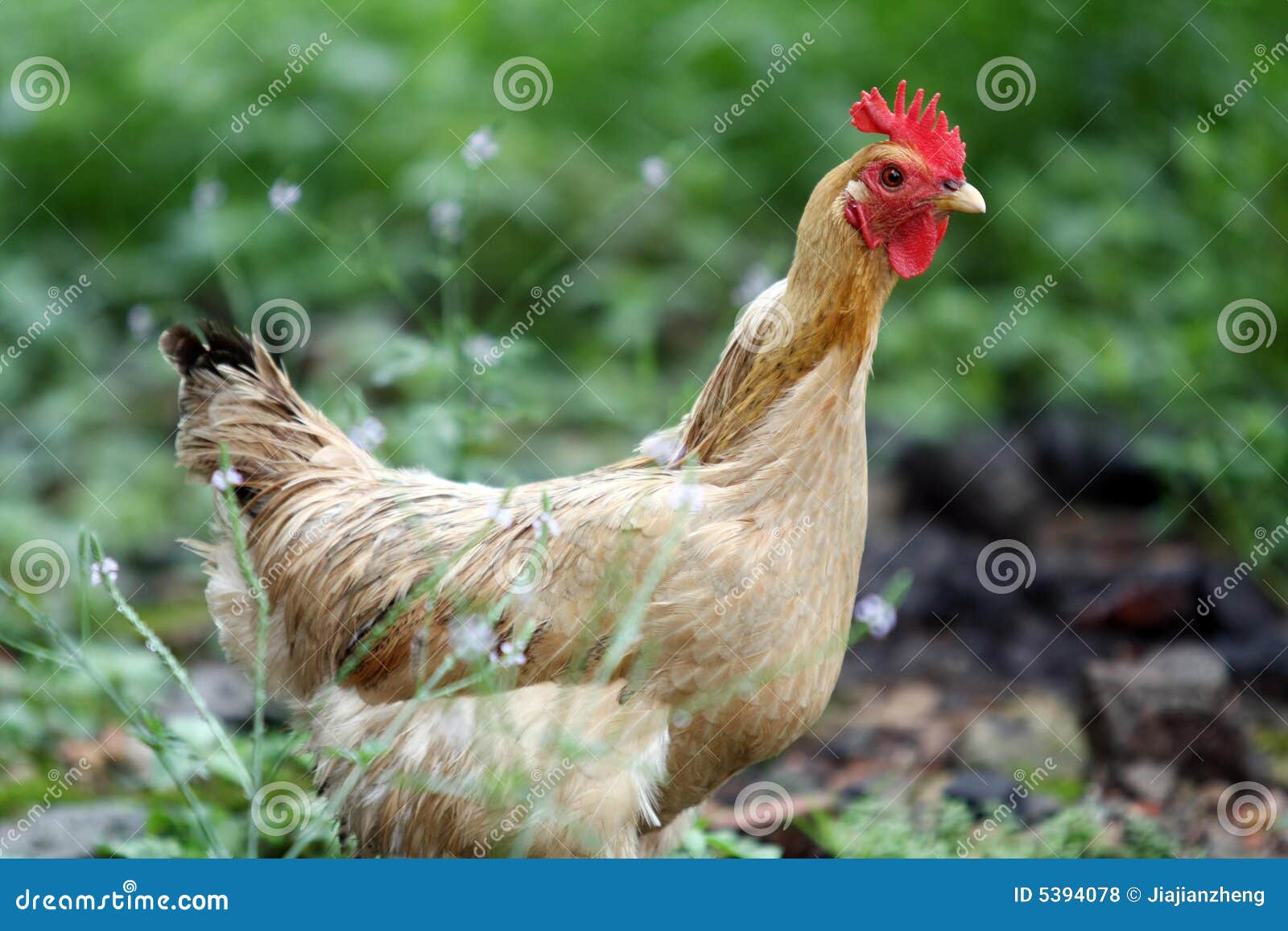 Hen Picture. Image: 5394078