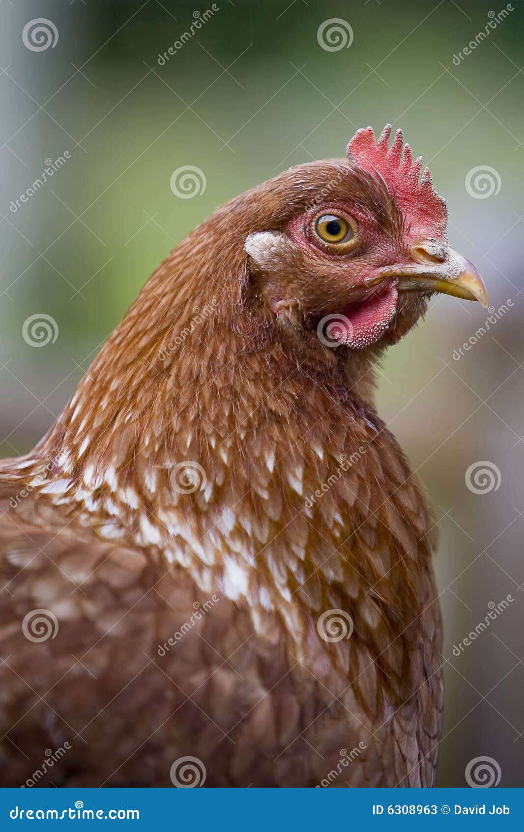 Hen stock image. Image of chickens, chicken, farming, farm - 6308963