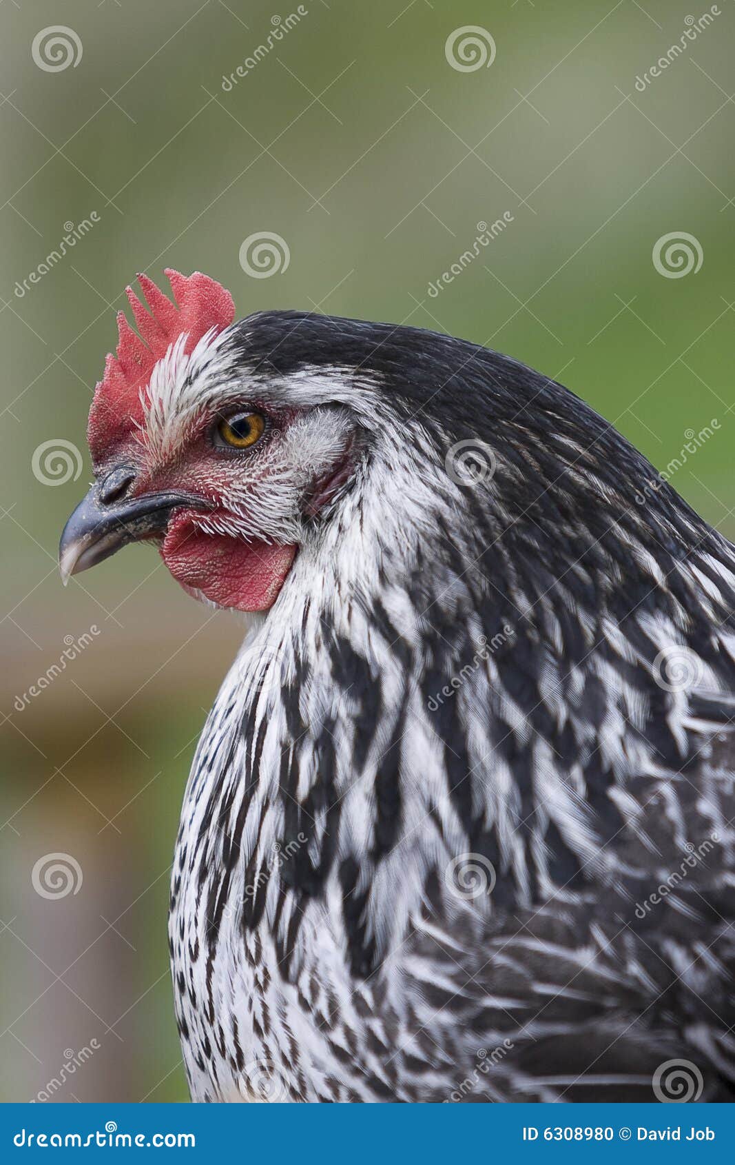 Hen stock photo. Image of feather, birds, crest, farming - 6308980