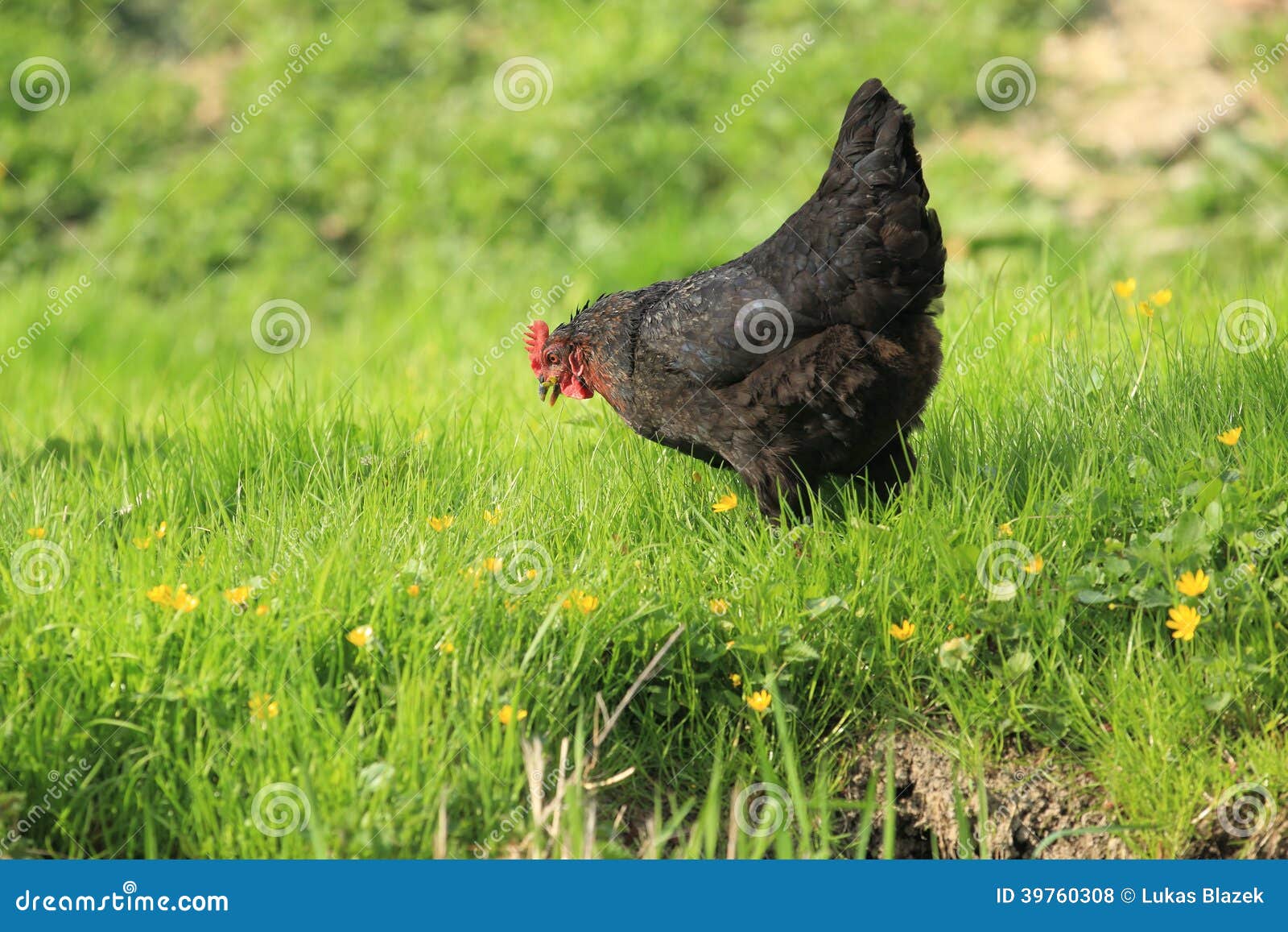 Hen stock photo. Image of chicken, pasture, farm, dandelion - 39760308