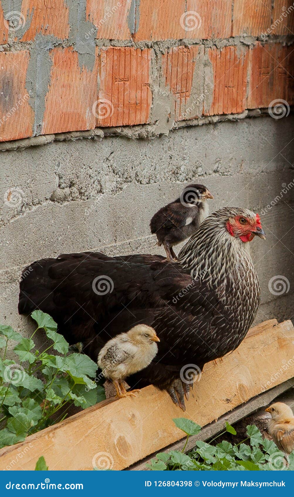 Hen Alert Over the Chicken Herd. Authentic Farm Series Stock Photo ...