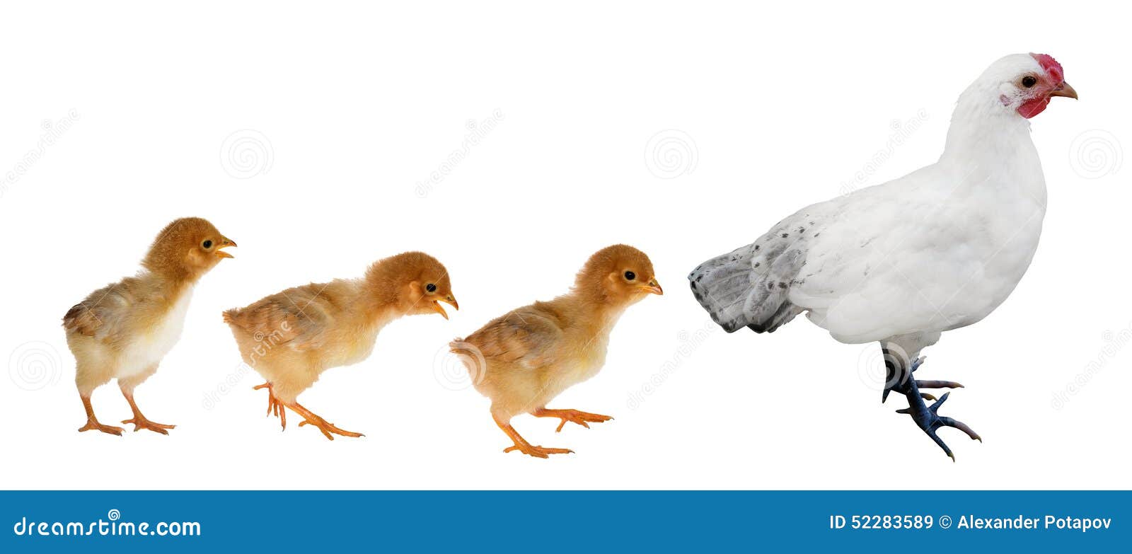 Chicken Ant Stock Photos - Free & Royalty-Free Stock Photos from Dreamstime