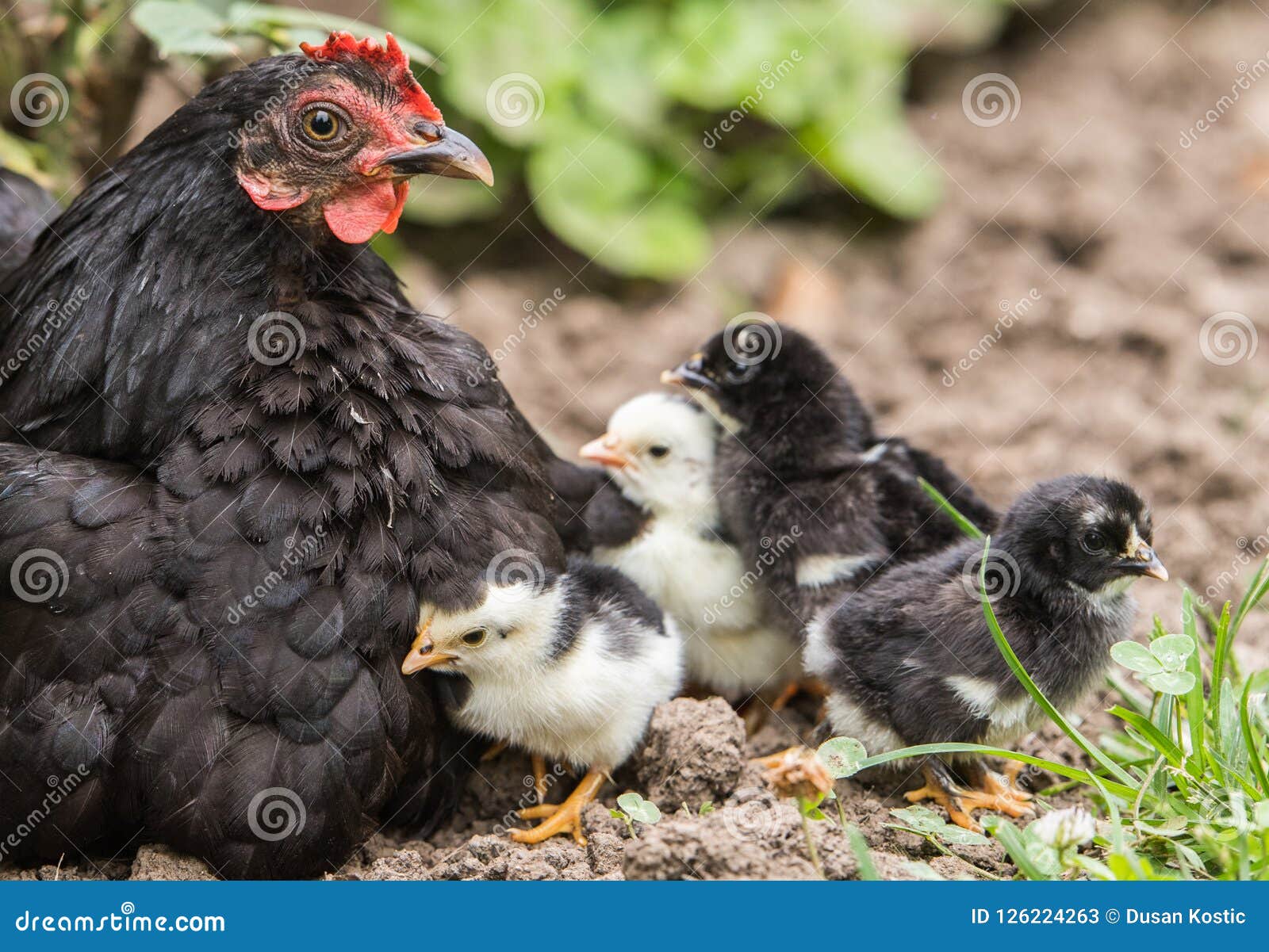 Hen with baby chicken stock image. Image of meadow, farm - 126224263