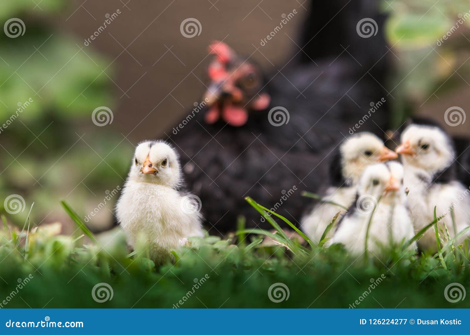 Hen with baby chicken stock image. Image of baby, domestic - 126224277