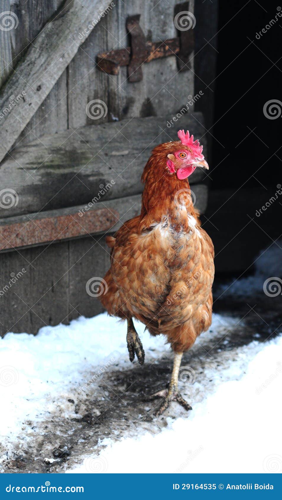Hen on a barnyard stock image. Image of farm, fauna, breed - 29164535