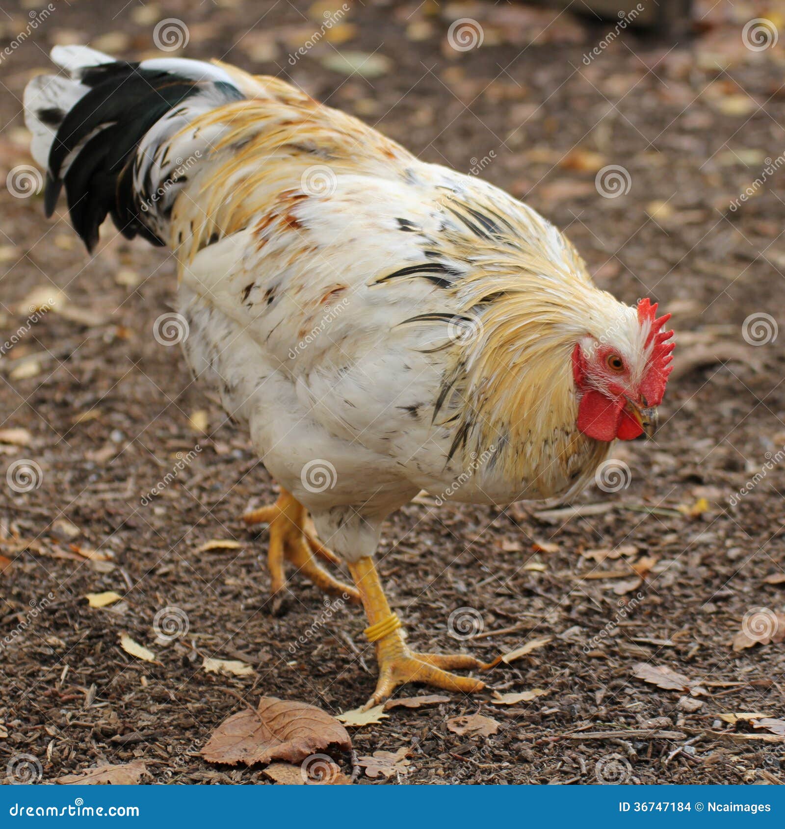 Hen stock photo. Image of campaign, grains, easter, crowing - 36747184