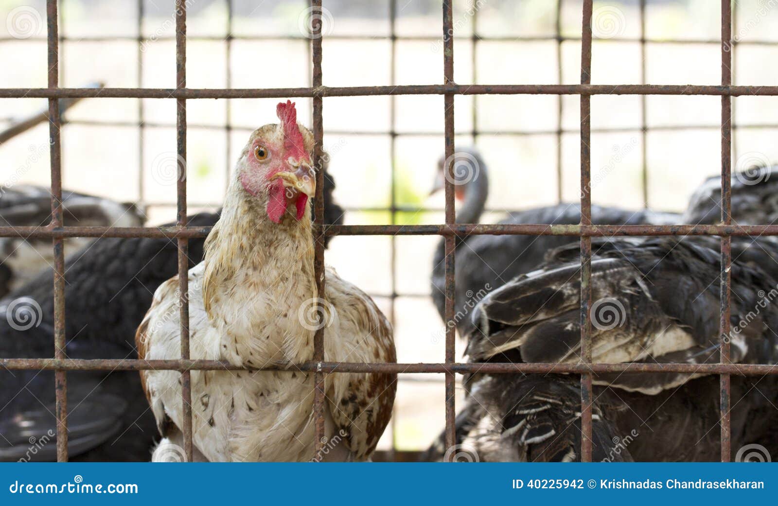 Hen behind the cage stock photo. Image of fair, agricultural - 40225942