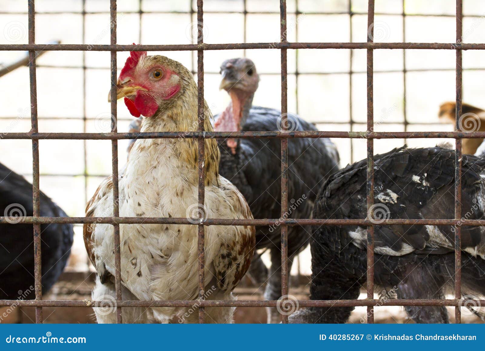 Hen behind the cage stock image. Image of barn, bird - 40285267