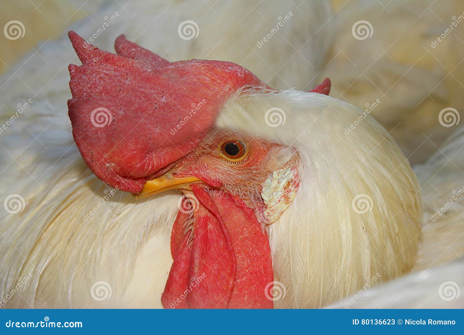 Hen with a big crest stock image. Image of beak, food - 80136623