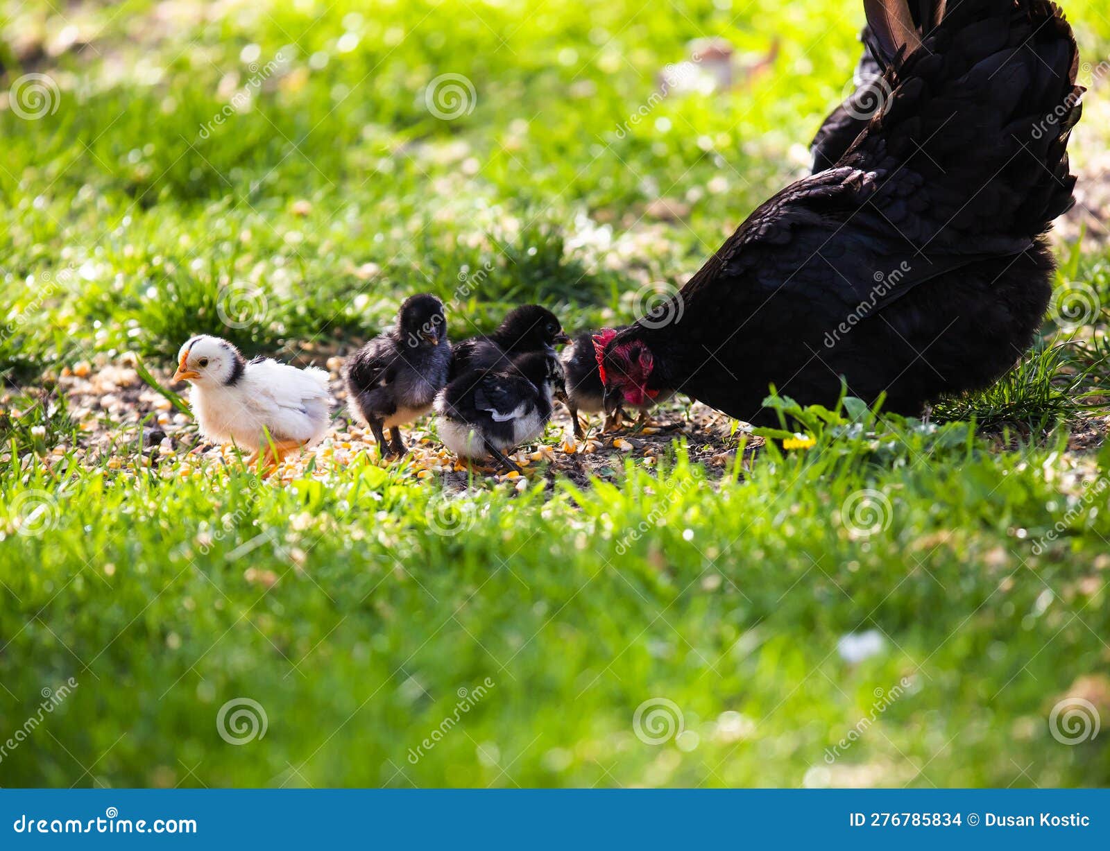 A Hen a Brood Hen with Chickens Stock Photo - Image of chicks, young ...